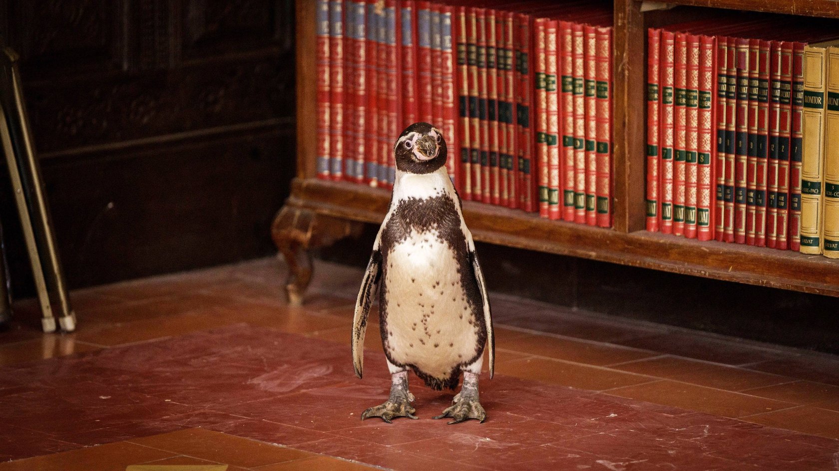 „Der Pinguin meines Lebens”: Das ist die wahre Geschichte hinter dem Film