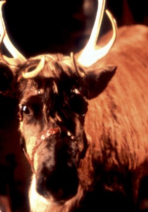 Blizzard Film (2003) · Trailer · Kritik · KINO.de