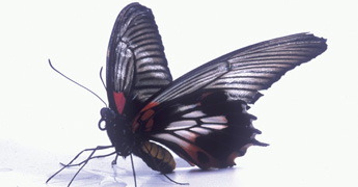 Bugs! - 3D · Film 2003 · Trailer · Kritik