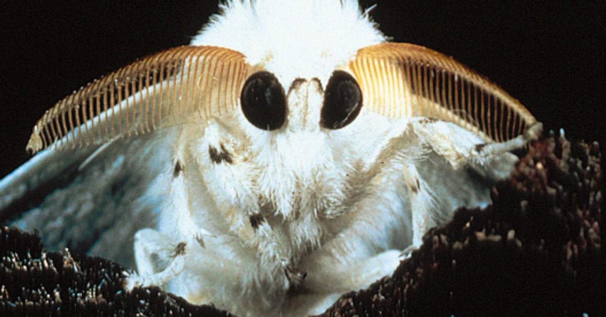 Mikrokosmos · Film 1996 · Trailer · Kritik