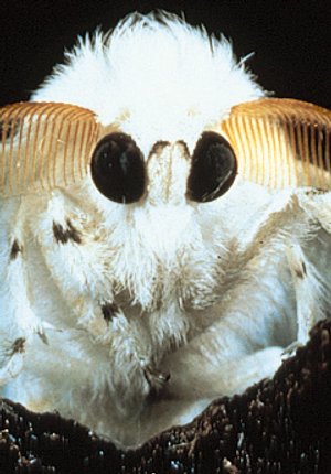 Mikrokosmos · Film 1996 · Trailer · Kritik