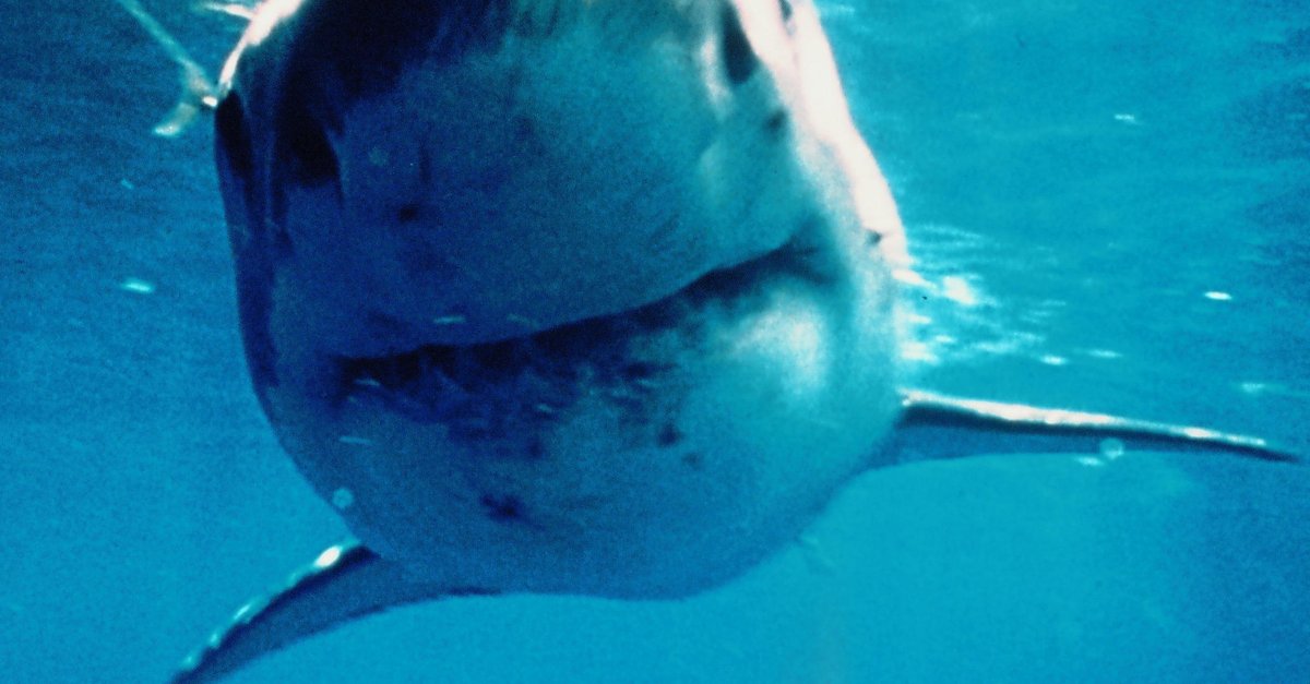 Shark Zone - Tod aus der Tiefe · Film 2003 · Trailer · Kritik