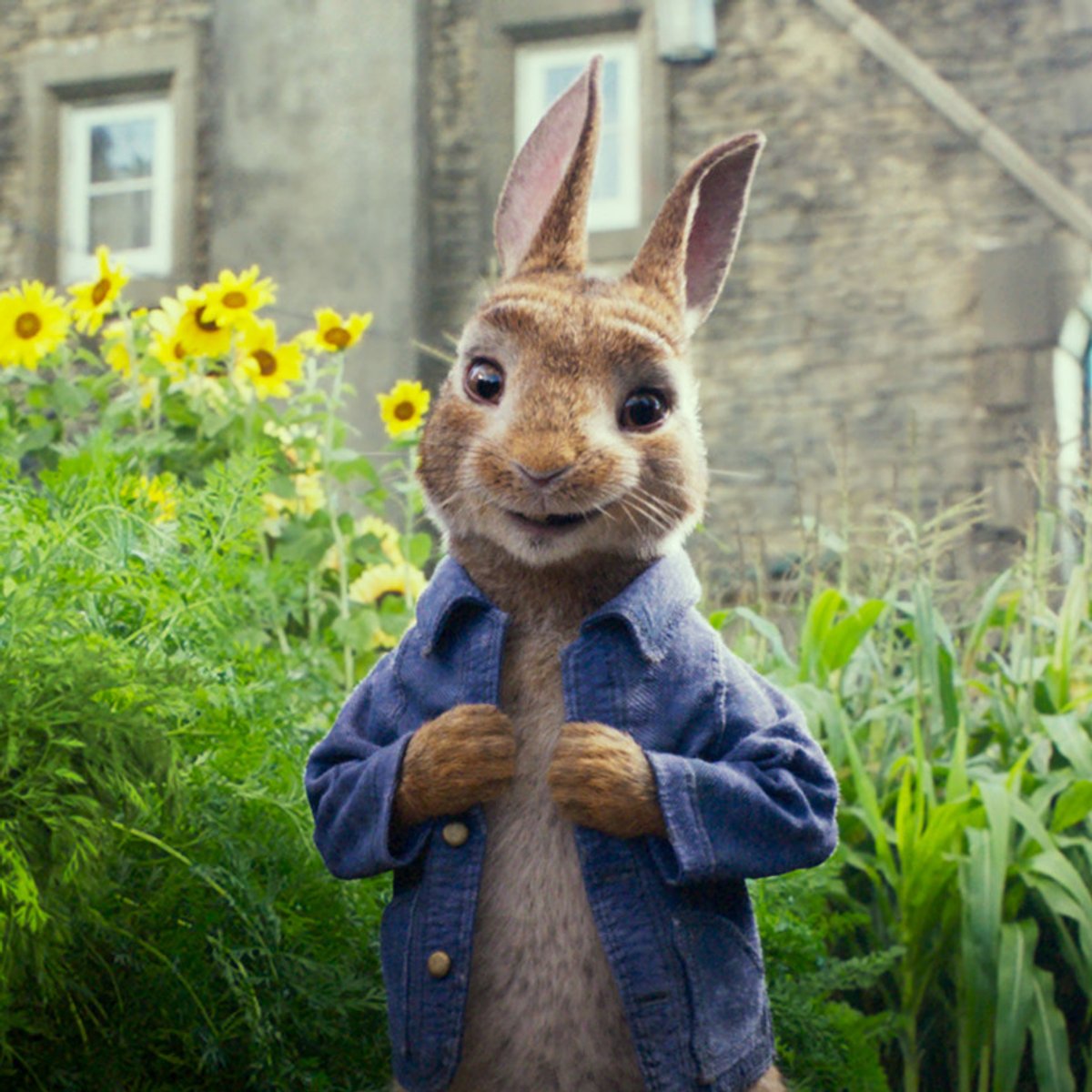 Peter Hase Animationsserie: Peter Hase