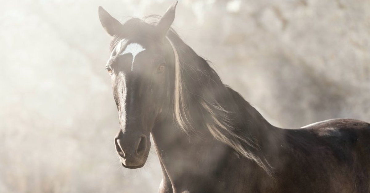 „Ostwind 6“: Ein neues Buch kommt – und wir wollen auch den Film dazu!