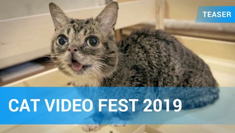CatVideoFest 2019 · Film 2019 · Trailer · Kritik · KINO.de