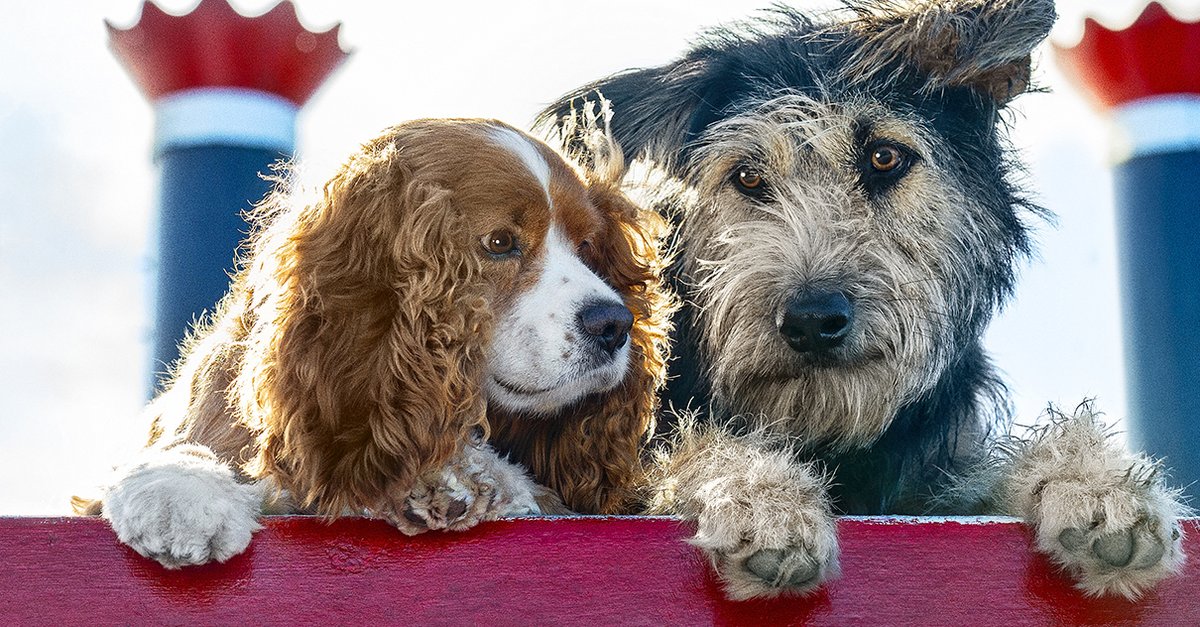 Susi und Strolch · Film 2020 · Trailer · Kritik