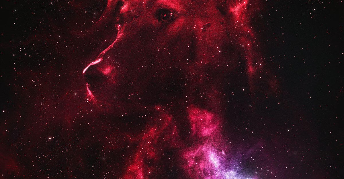 space-dogs-film-2020-trailer-kritik