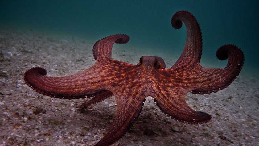 Mein Lehrer, der Krake · Film 2020 · Trailer · Kritik