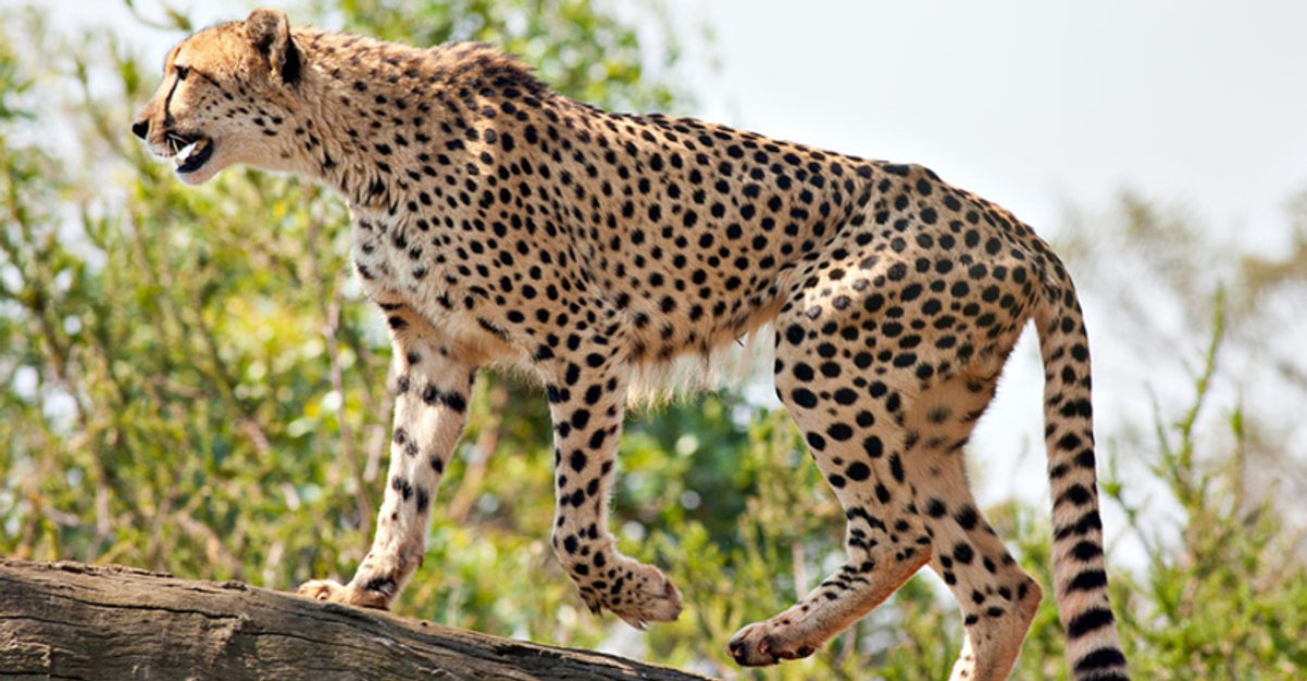 Cheetah · Film 1989 · Trailer · Kritik