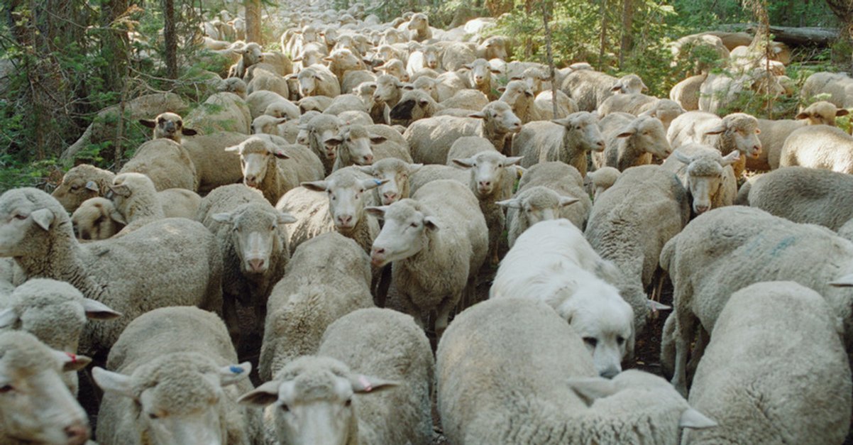 Sweetgrass · Film 2009 · Trailer · Kritik