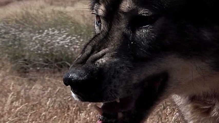 Wolf Town · Film 2011 · Trailer · Kritik