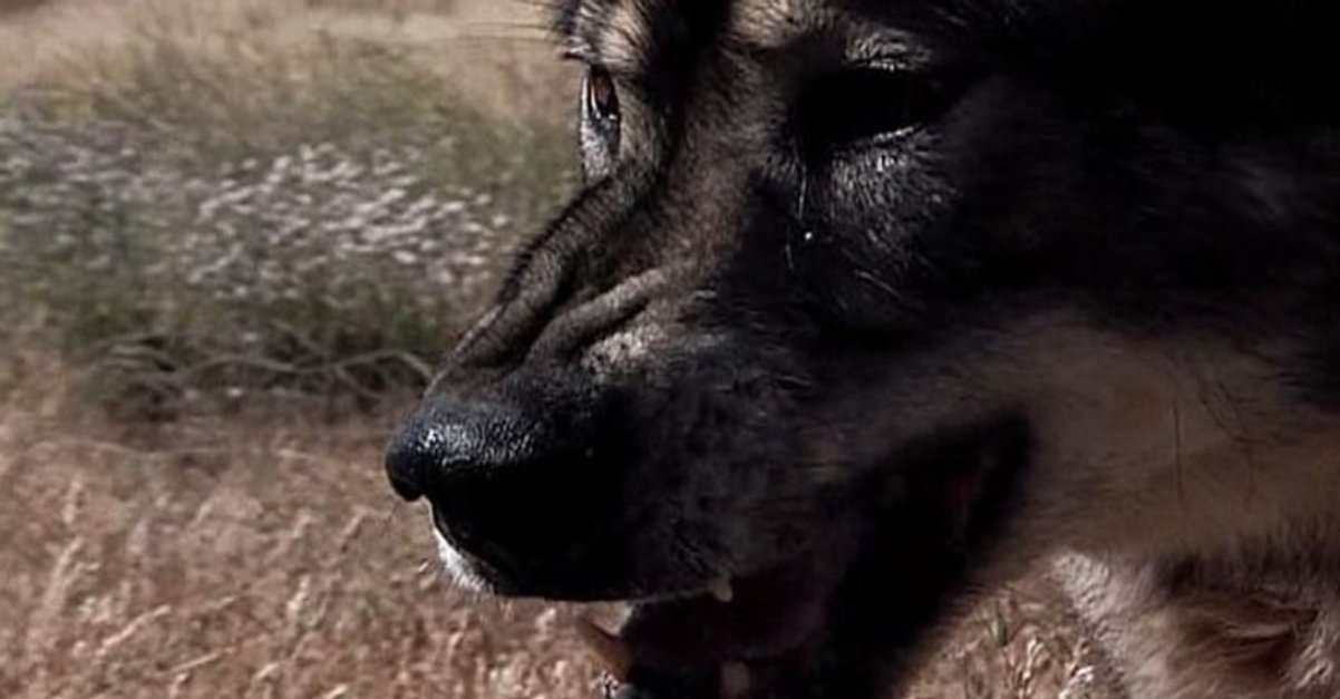 Wolf Town · Film 2011 · Trailer · Kritik