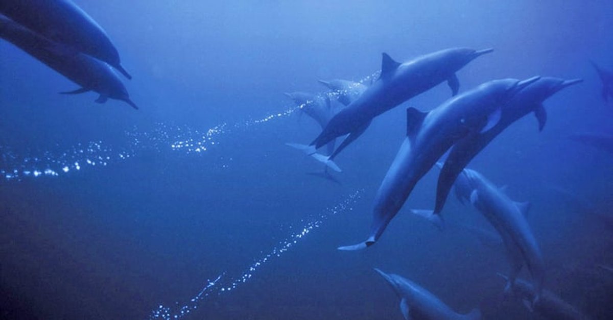 Deep Blue · Film 2004 · Trailer · Kritik