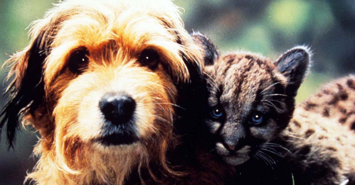 Benji - sein größtes Abenteuer · Film 1988 · Trailer · Kritik