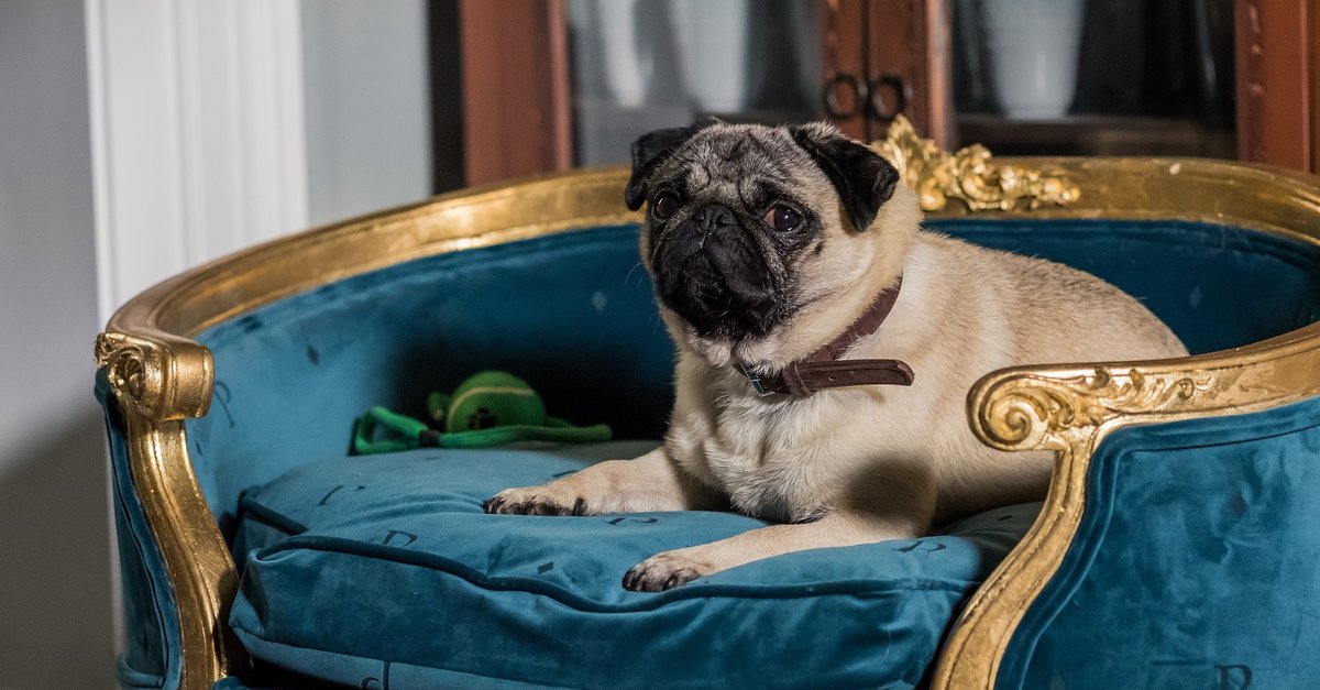 Patrick · Film 2019 · Trailer · Kritik