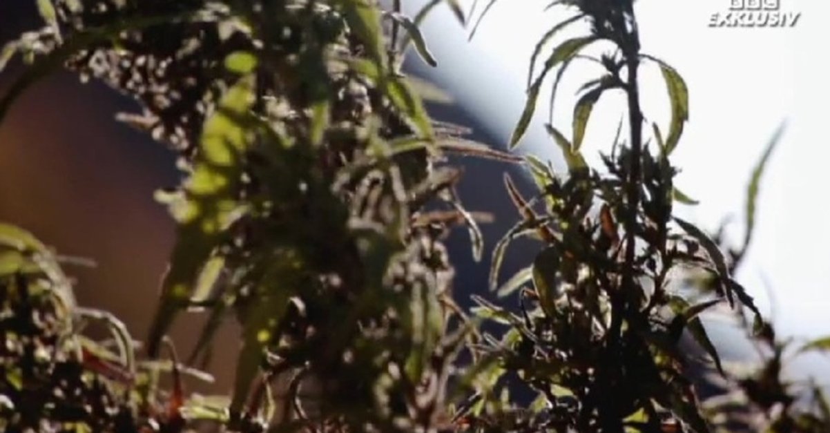 Cannabis - The Evil Weed · Stream | Streaminganbieter